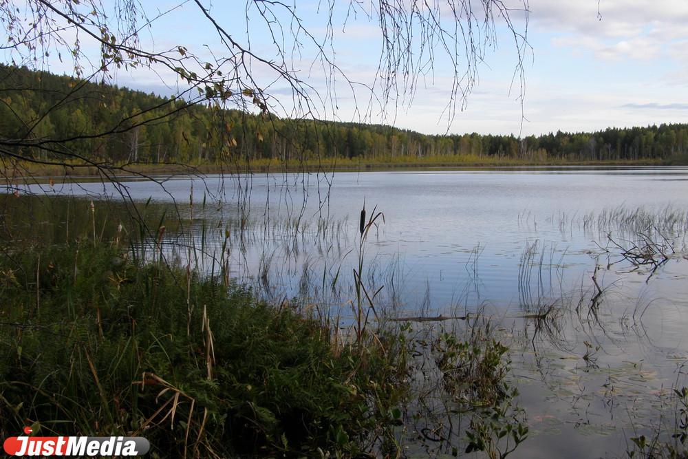 Гнездо редкого лебедя-шипуна нашли в заказнике «Белоозерский ...